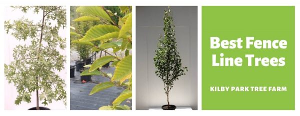 Do You Know What are the Best Trees to Plant Along a Fence Line?