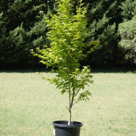6 Best Feature Trees for 2025 to Transform Your Garden