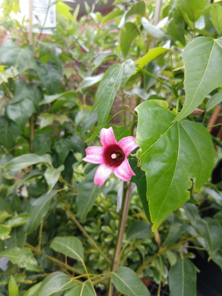 Brachychiton populneus x discolor Griffith Pink | Kilby Tree Farm