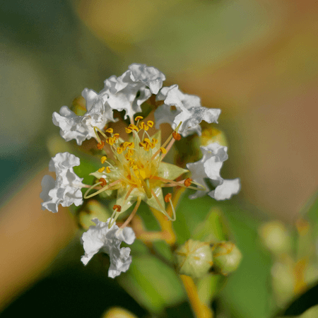 Lagerstroemia indica Natchez - Wholesale Plant Nursery